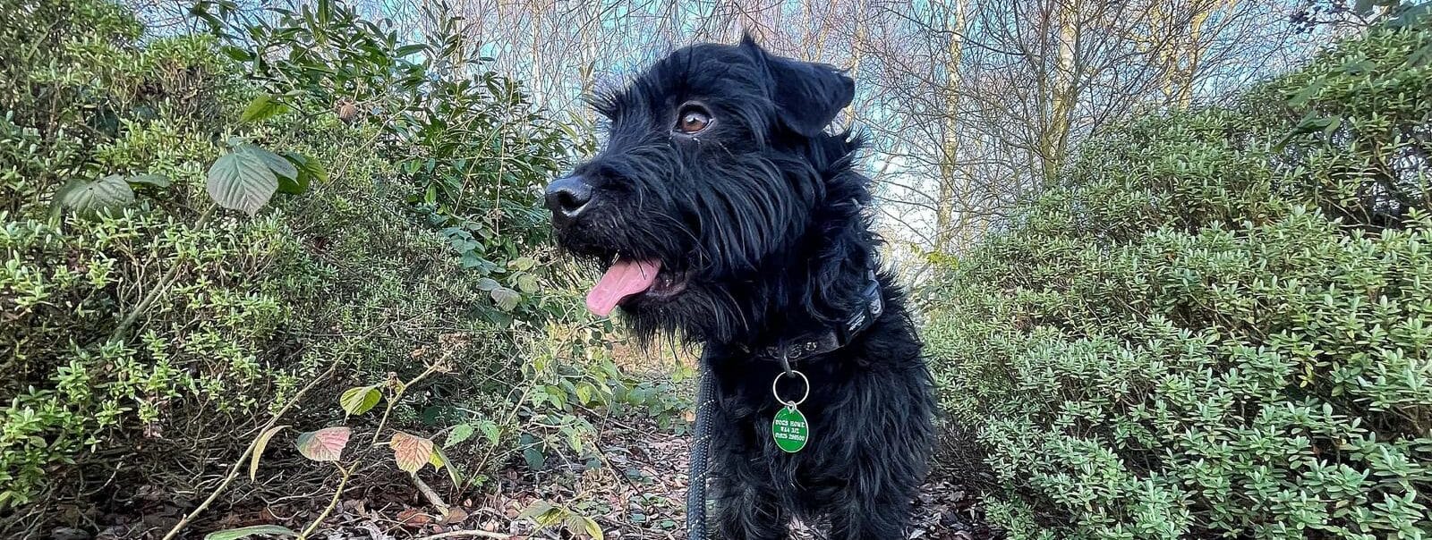 Rooster - Manchester & Cheshire Dogs Home