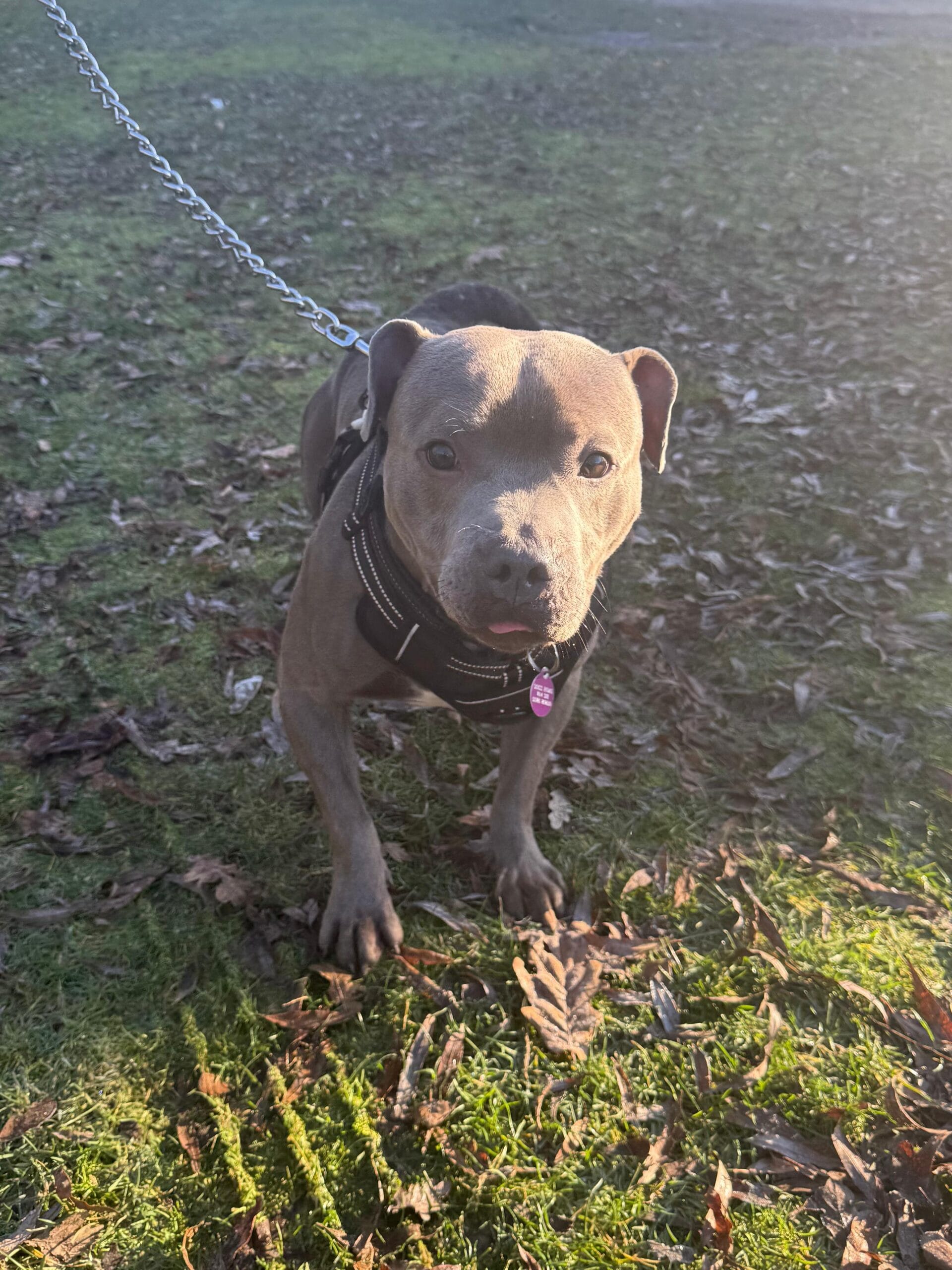 Zebedee - Manchester & Cheshire Dogs Home