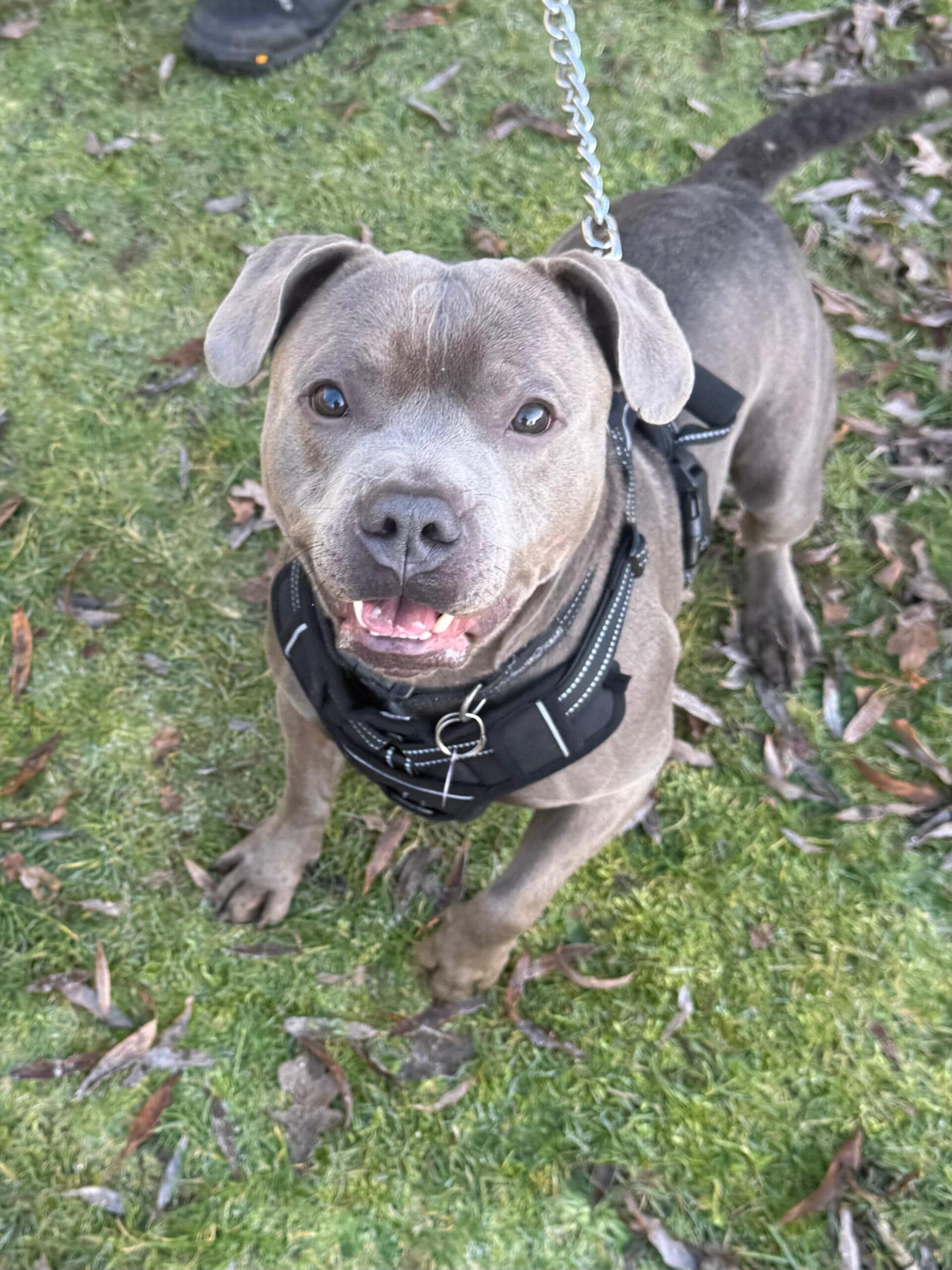 Zebedee - Manchester & Cheshire Dogs Home