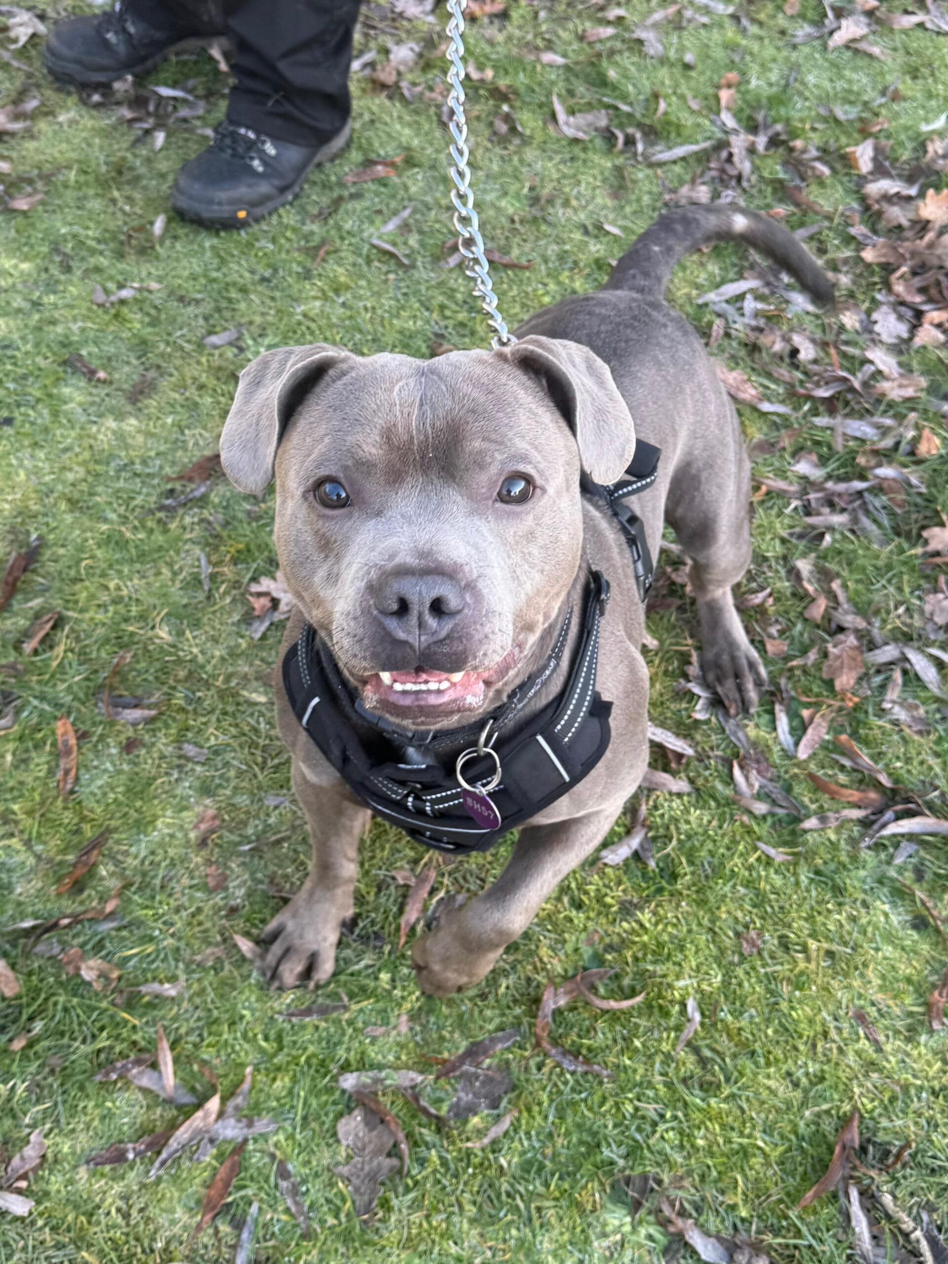 Zebedee - Manchester & Cheshire Dogs Home