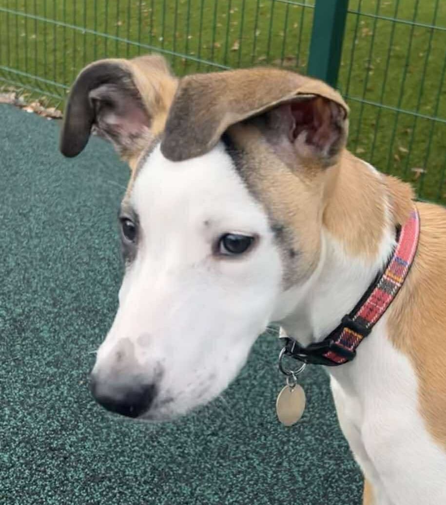 Arlo - Manchester & Cheshire Dogs Home