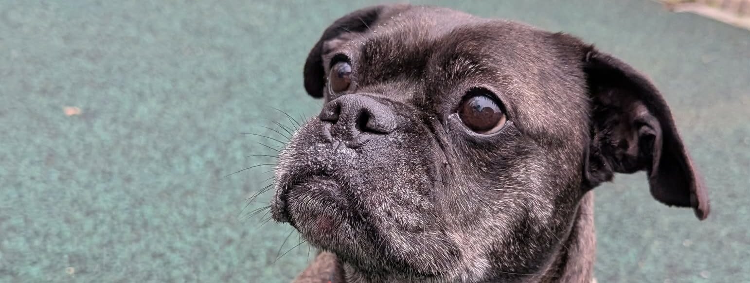 Bugg - Manchester & Cheshire Dogs Home