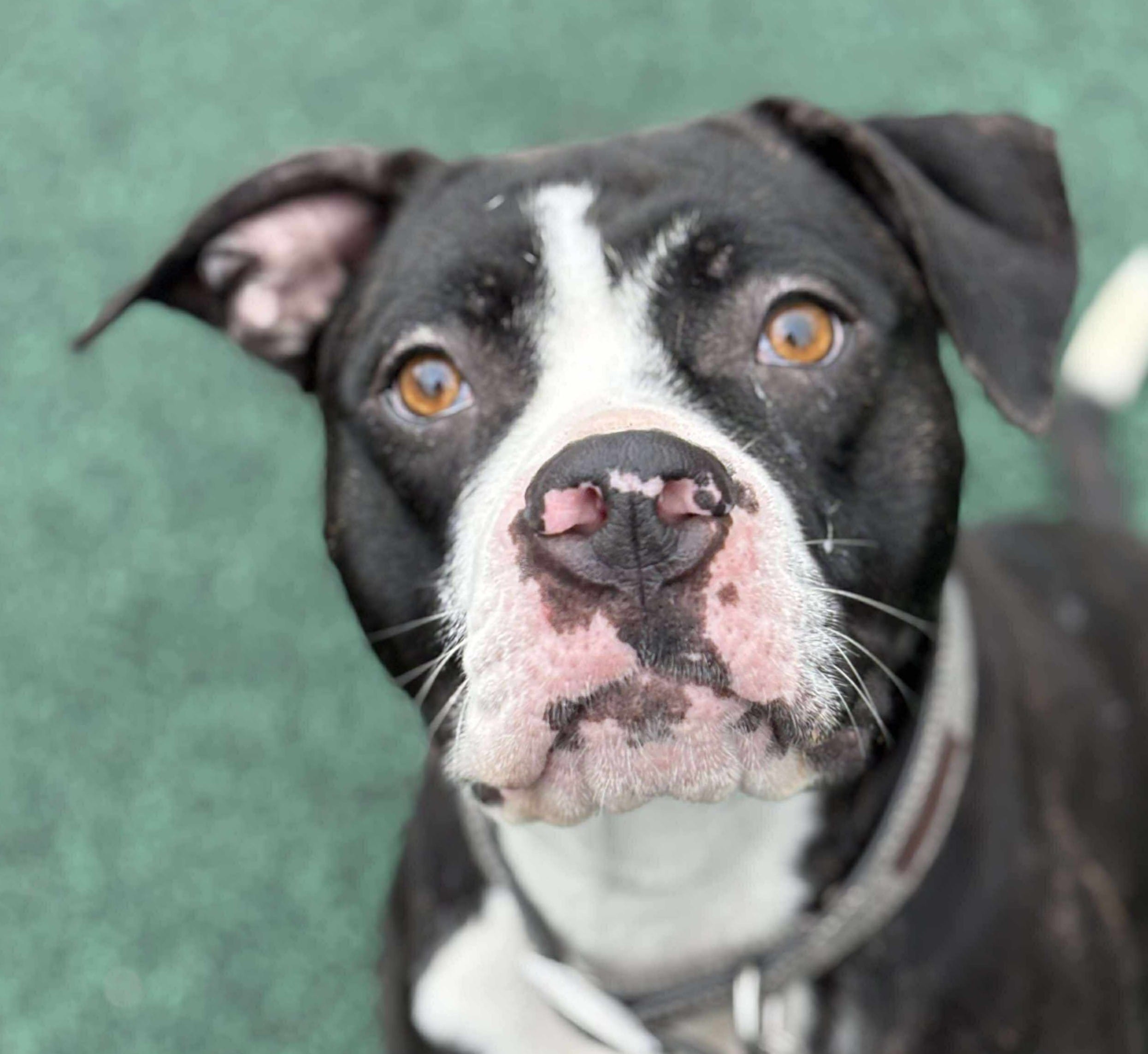 Chelsea - Manchester & Cheshire Dogs Home