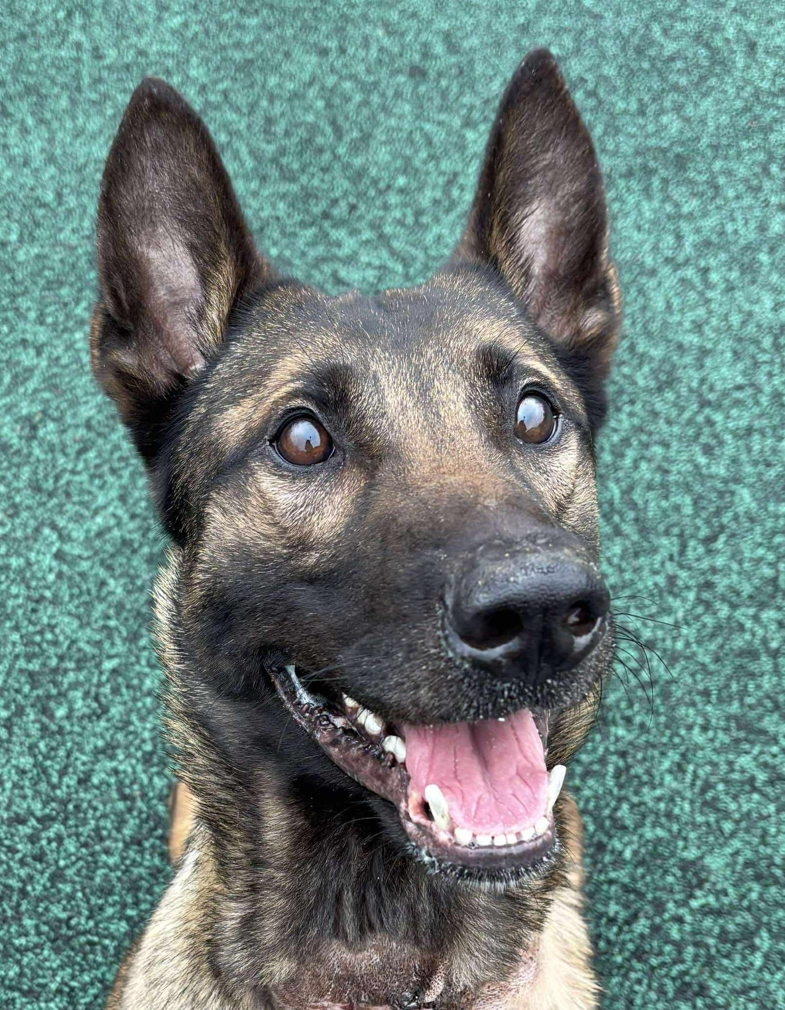 Jagger - Manchester & Cheshire Dogs Home