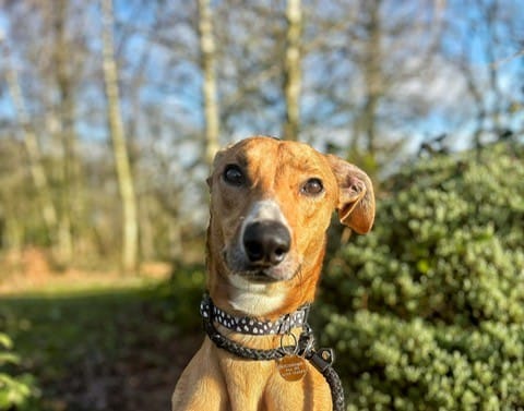 Steven - Manchester & Cheshire Dogs Home
