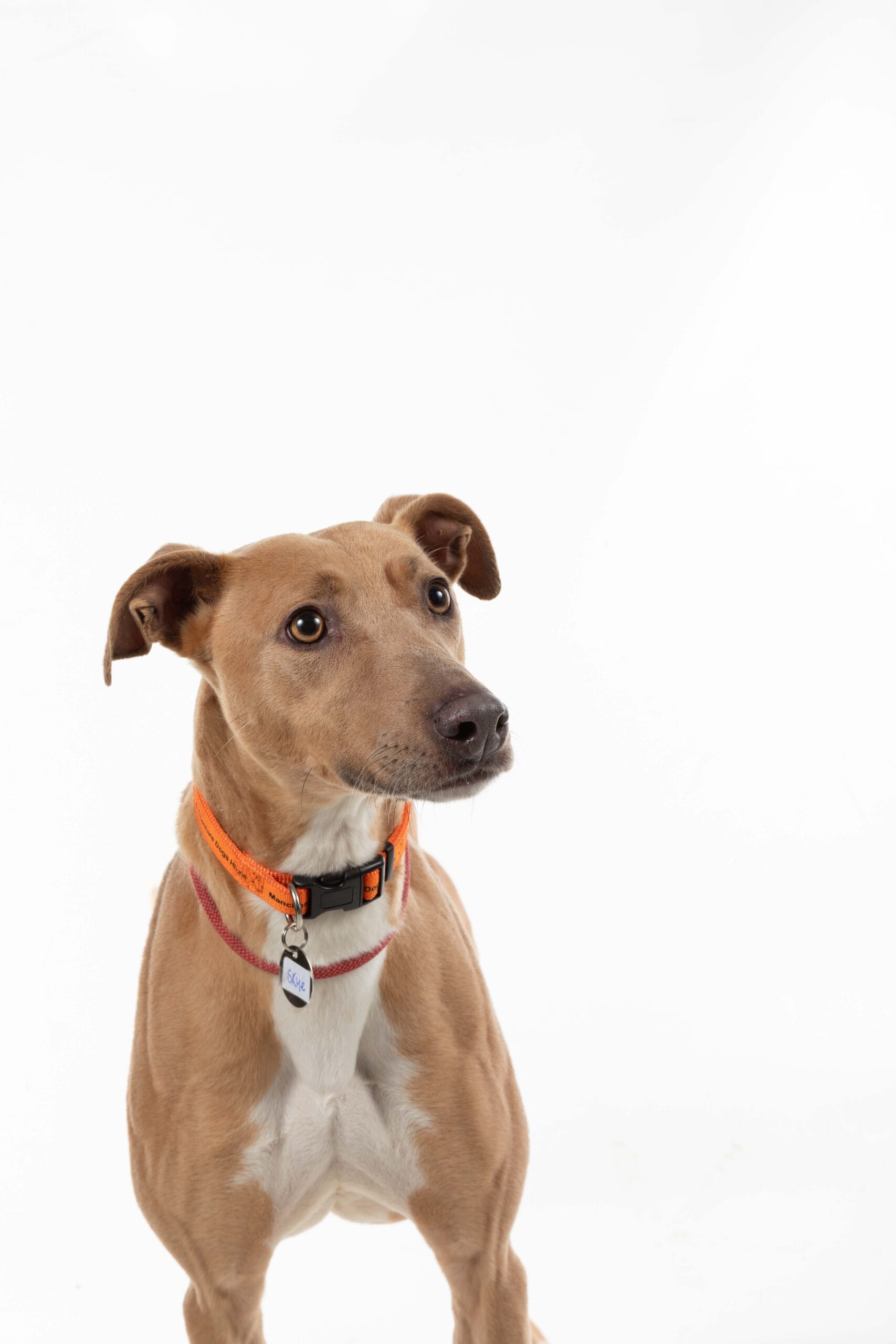 Skye - Manchester & Cheshire Dogs Home