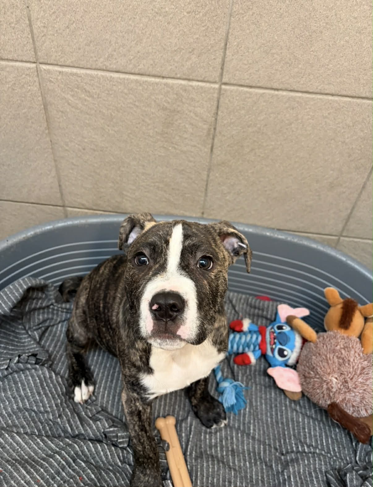 Marc - Manchester & Cheshire Dogs Home