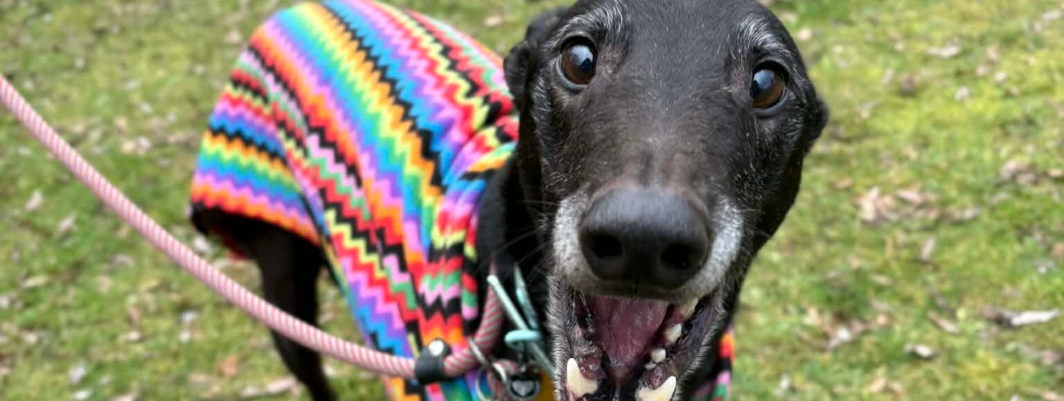 Paradise - Manchester & Cheshire Dogs Home