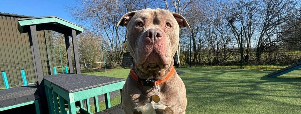 Albie - Manchester & Cheshire Dogs Home
