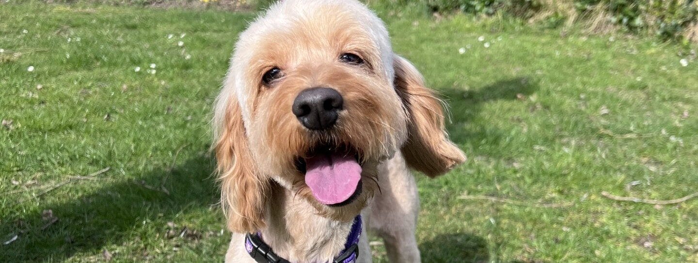 Lola - Manchester & Cheshire Dogs Home