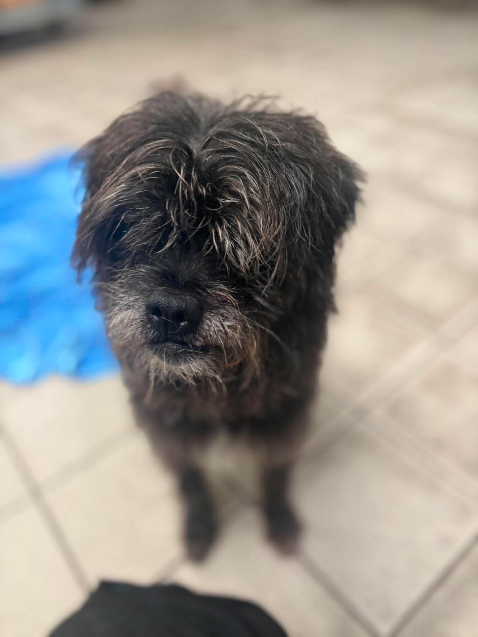 Buddy - Manchester & Cheshire Dogs Home