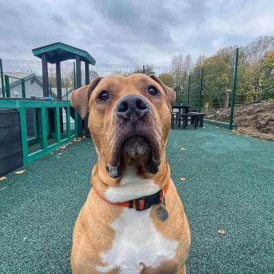 Dogs for Adoption - Manchester & Cheshire Dogs Home