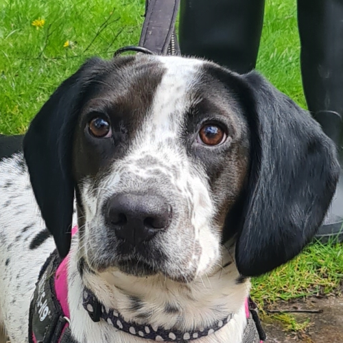 Samuel - Manchester & Cheshire Dogs Home
