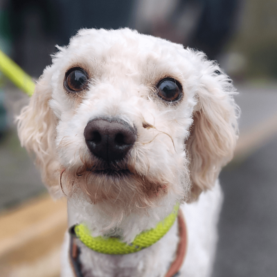 Dogs for Adoption - Manchester & Cheshire Dogs Home