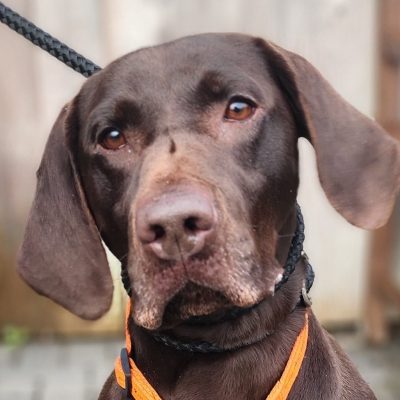 Dogs for Adoption - Page 2 of 61 - Manchester & Cheshire Dogs Home