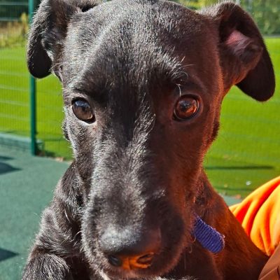 Volunteer at Manchester Dogs Home - Manchester & Cheshire Dogs Home