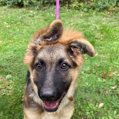 Volunteer at Manchester Dogs Home - Manchester & Cheshire Dogs Home