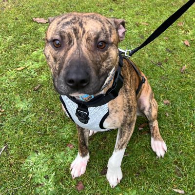 Dogs for Adoption - Manchester & Cheshire Dogs Home