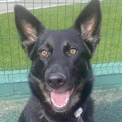 Volunteer at Manchester Dogs Home - Manchester & Cheshire Dogs Home