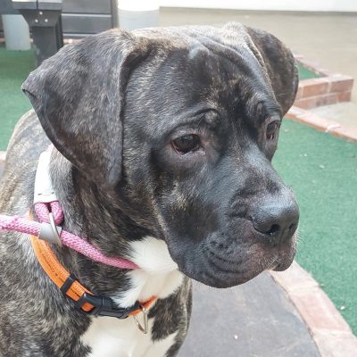 Dogs for Adoption - Page 2 of 69 - Manchester & Cheshire Dogs Home