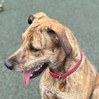 Dogs for Adoption - Manchester & Cheshire Dogs Home
