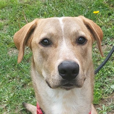 Volunteer at Manchester Dogs Home - Manchester & Cheshire Dogs Home