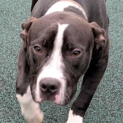 Dogs for Adoption - Manchester & Cheshire Dogs Home