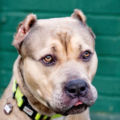 Dogs for Adoption - Manchester & Cheshire Dogs Home