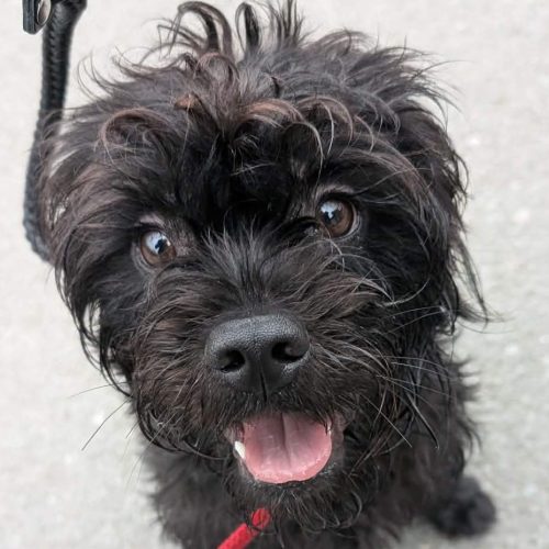 Samson - Manchester & Cheshire Dogs Home