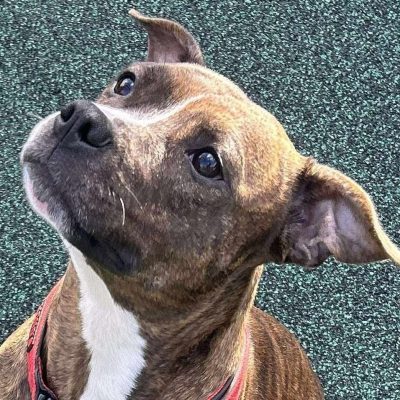 Volunteer at Manchester Dogs Home - Manchester & Cheshire Dogs Home