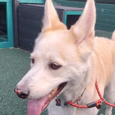 Dogs for Adoption - Manchester & Cheshire Dogs Home